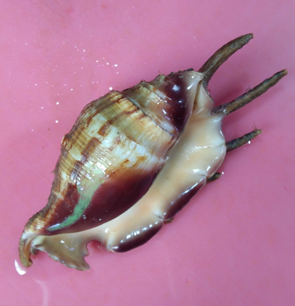 Common Spider Conch from Tibungco, Bunawan, Davao City, Davao del Sur ...