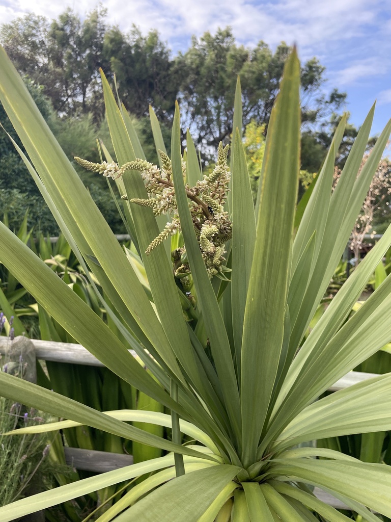 New Zealand cabbage tree from Yataghan Lane, Noordhoek, WC, ZA on ...
