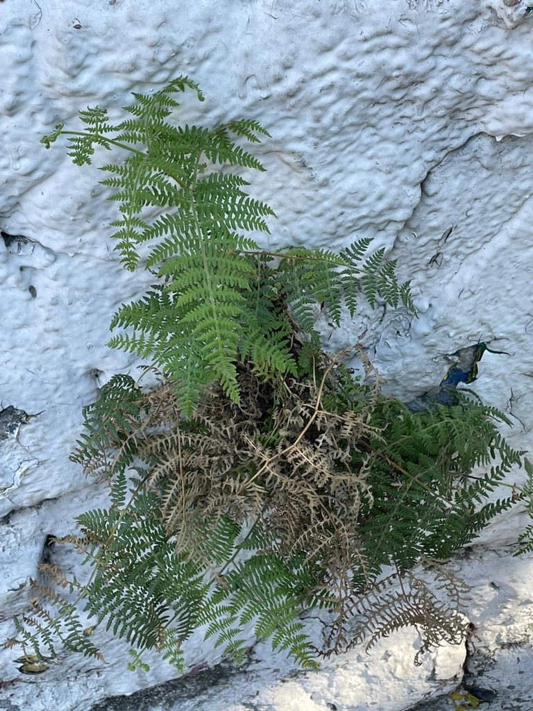 bracken family from Circuito del Parque & Periférico Boulevard Manuel ...