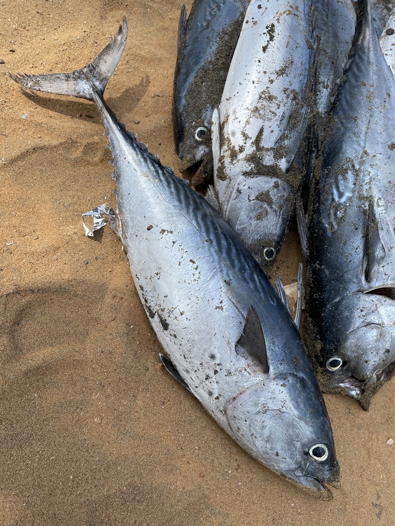 Mackerel Tuna from Kovalam, Thiruvananthapuram, KL, IN on November 21 ...