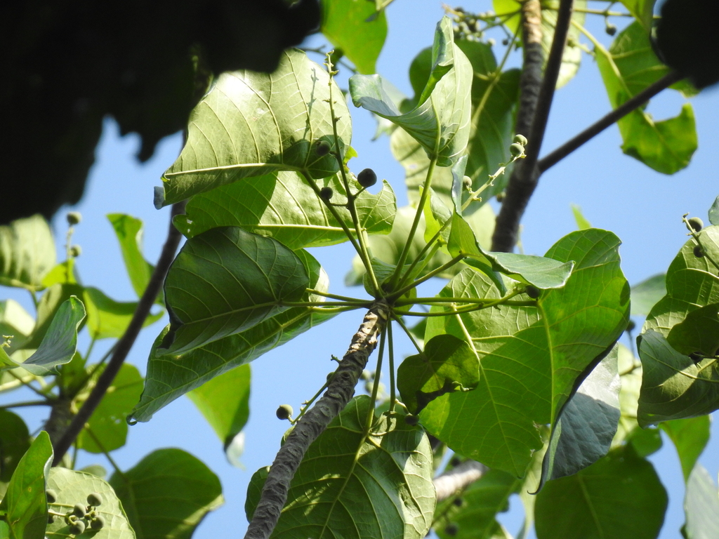 Endospermum peltatum from Andaman and Nicobar Islands, India on March ...
