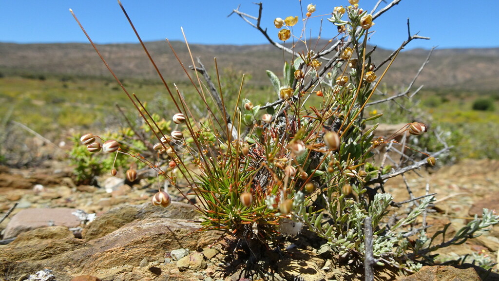 Pharnaceum ciliare from Cape Winelands District Municipality, South ...