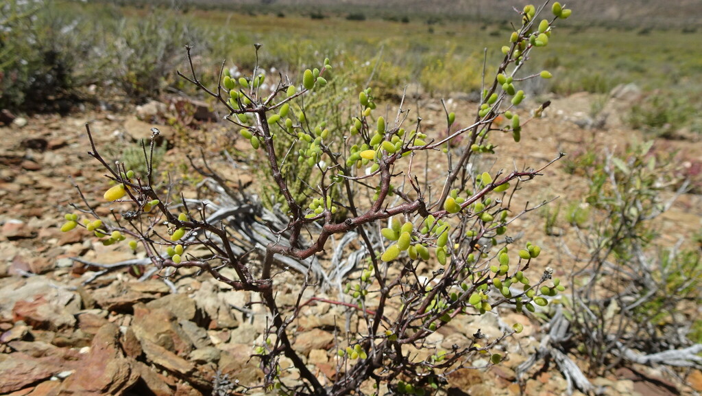 Drosanthemum globosum from Overberg, Western Cape, South Africa on ...