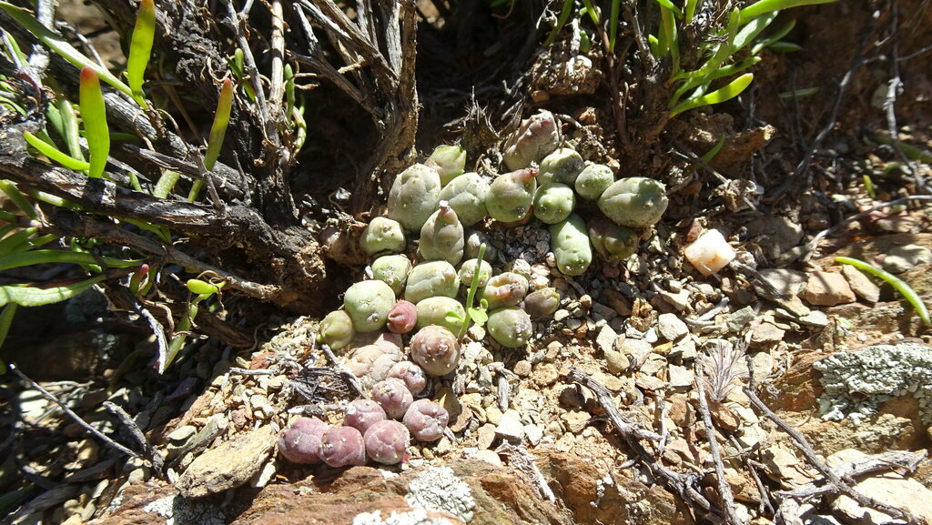 Piaranthus geminatus from Cape Winelands District Municipality, South ...