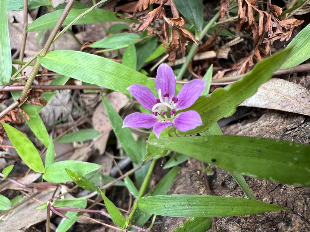 lilac lily from Dharug National Park, Gunderman, NSW, AU on November 20 ...