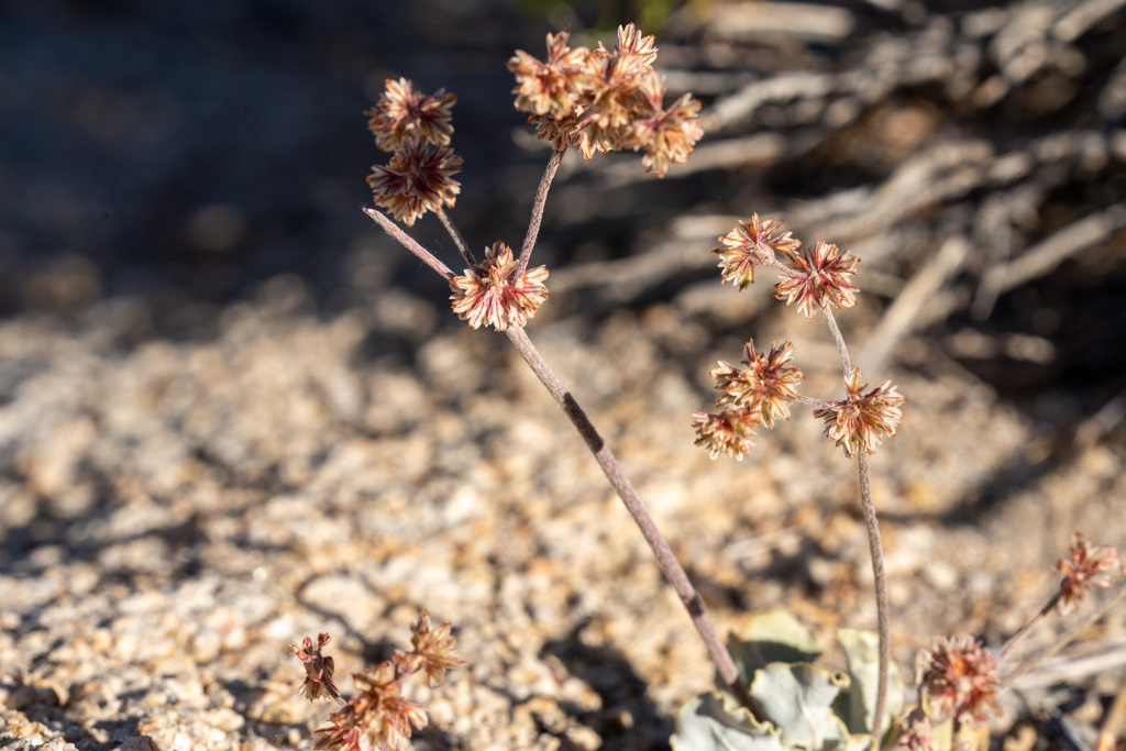 Hoary Wild Buckwheat from Riverside County, CA, USA on May 16, 2022 at ...