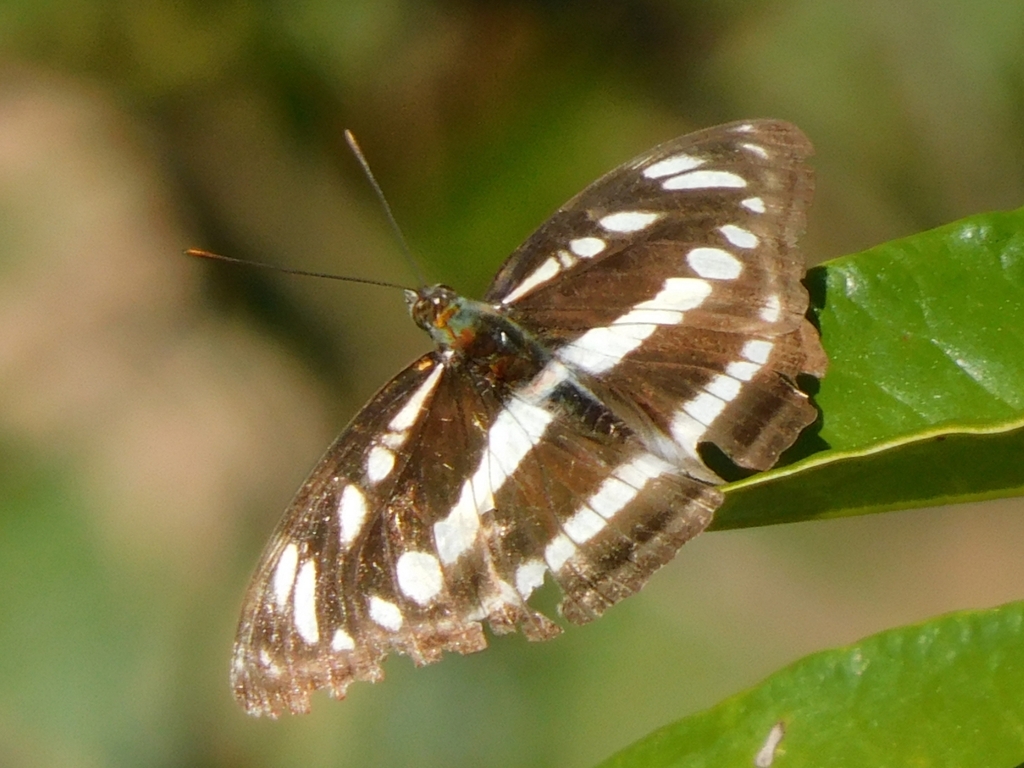 Athyma from Mukteshwar, Uttarakhand, India on November 2, 2023 at 11:23 ...