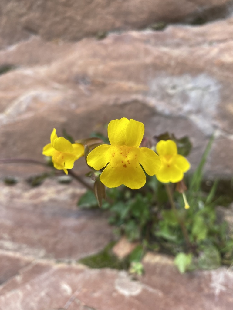 Green-palate Monkeyflower from Coconino National Forest, Sedona, AZ, US ...