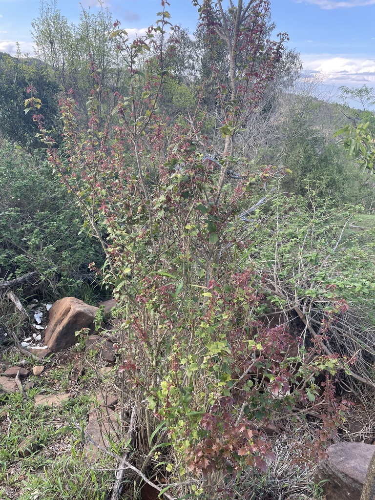 Native Holly from Mulgowie, QLD, AU on November 21, 2023 at 04:32 PM by mulgowiemagic · iNaturalist