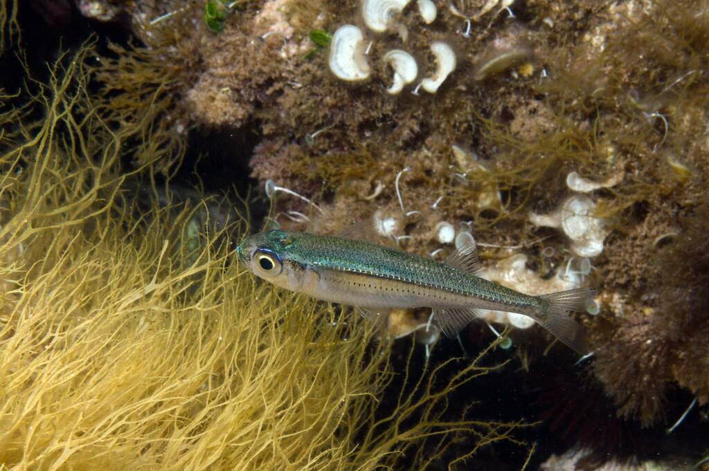 Big-scale Sand Smelt from 83220 Le Pradet, France on May 22, 2023 at 11 ...