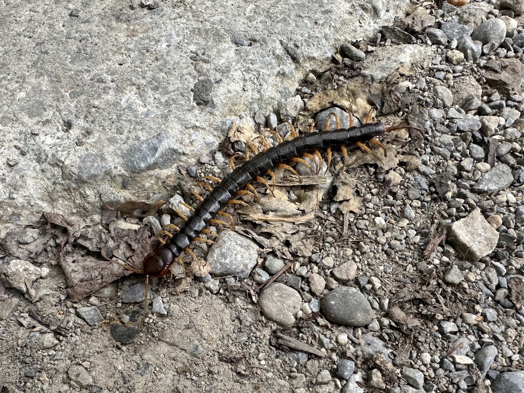 Chinese Red-headed Centipede from 臺灣島, 秀林鄉, HUA, TW on November 21 ...