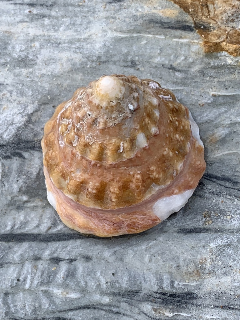 Common Tent Shell from Urunga, NSW, AU on November 21, 2023 at 03:49 PM ...