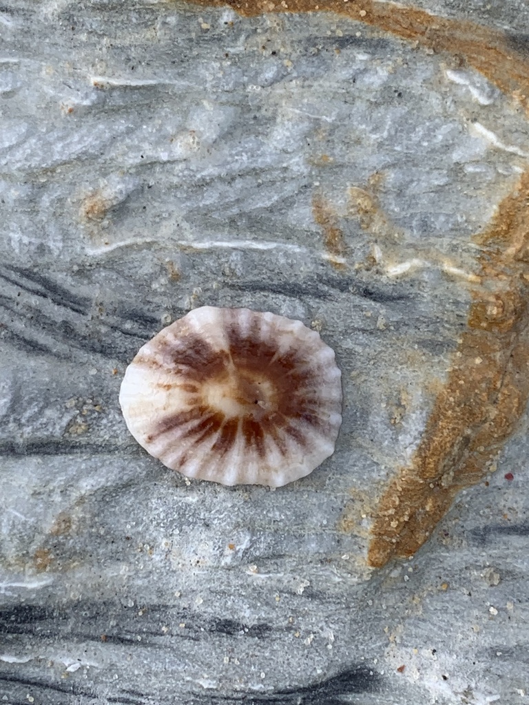 Siphonaria denticulata from Urunga, NSW, AU on November 21, 2023 at 03: ...