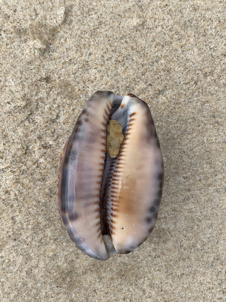 Arabian Cowry from Urunga, NSW, AU on November 21, 2023 at 04:15 PM by ...