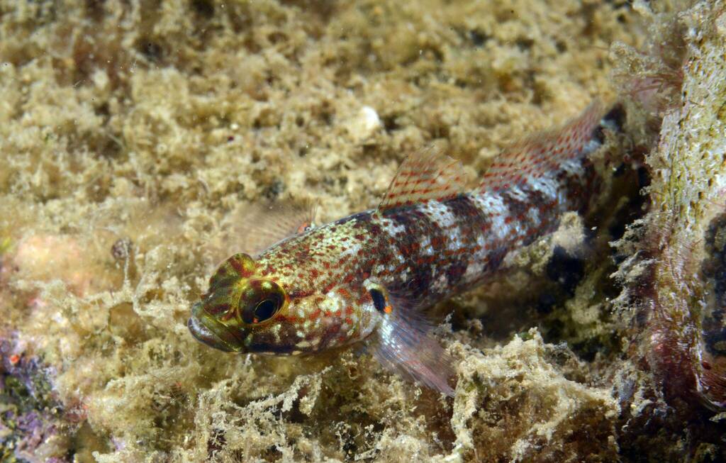 Yellow-headed Goby from 34110 Frontignan, France on 09 June, 2023 at 10 ...