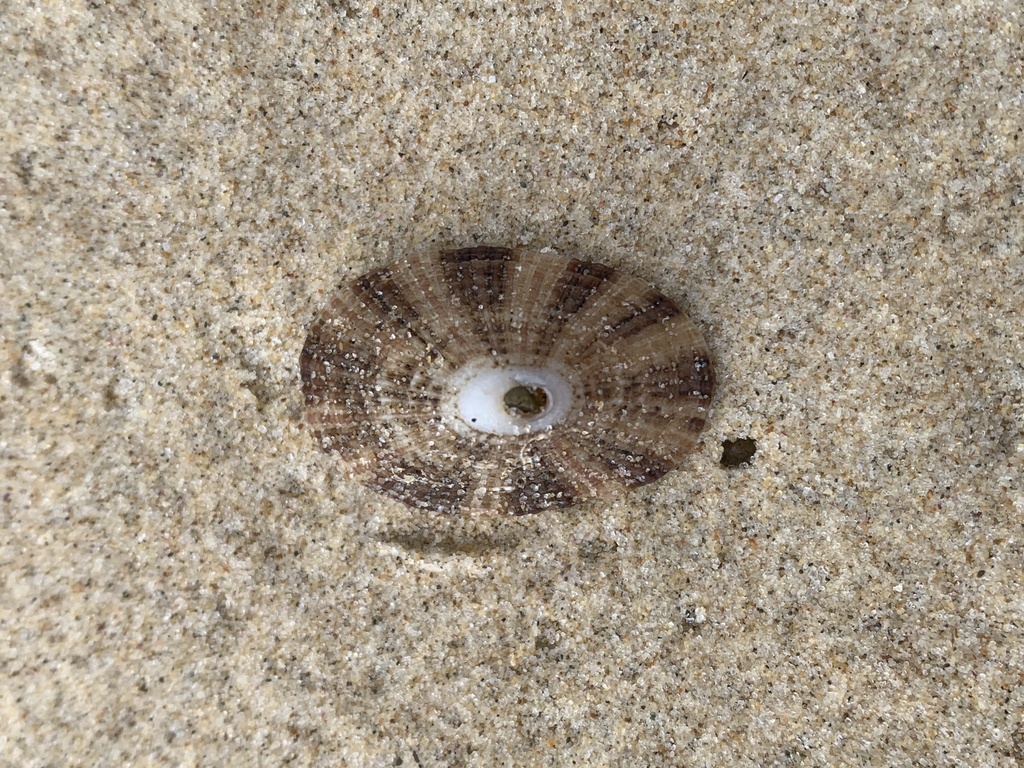 Diodora lineata from Urunga, NSW, AU on November 21, 2023 at 04:17 PM ...
