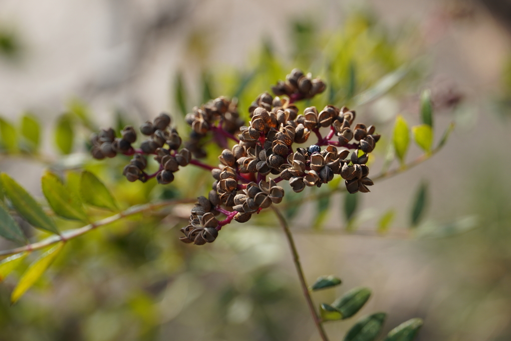 Mastic-leaf prickly ash from 中国山东省青岛市崂山区 on November 19, 2023 at 10:57 ...