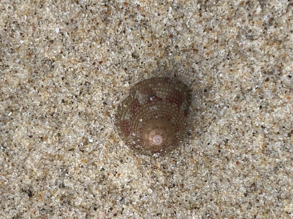 Clanculus clangulus from Urunga, NSW, AU on November 21, 2023 at 04:18 ...