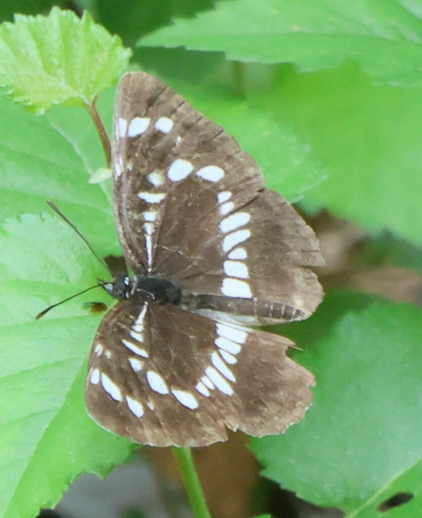 Hungarian Glider from 未定義的位置 on July 20, 2023 at 02:45 PM by sssssy ...