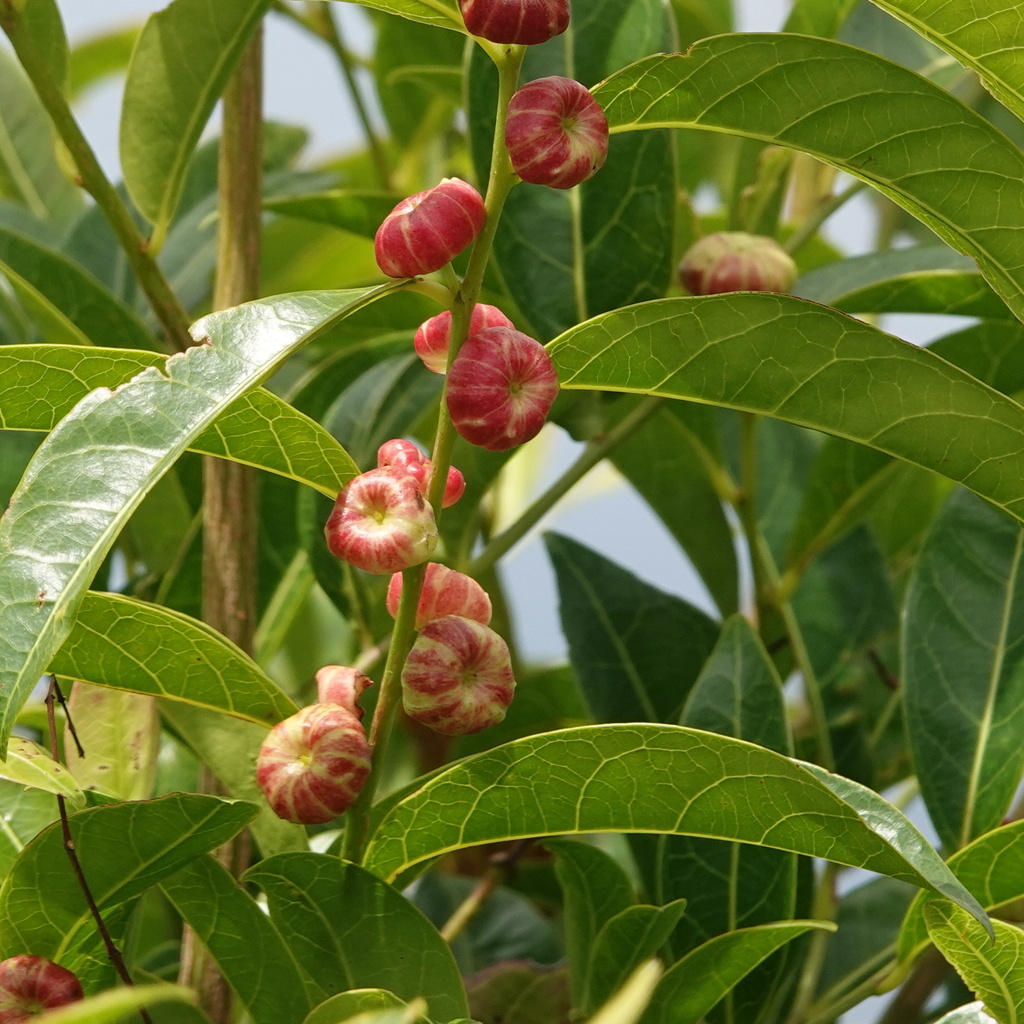 Cheese Tree from The Scenic Rd, Killcare Heights NSW 2257, Australia on ...