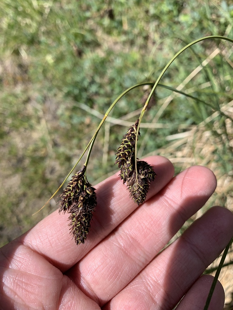 Copper-scale Sedge from Pike and San Isabel National Forests, Fairplay ...