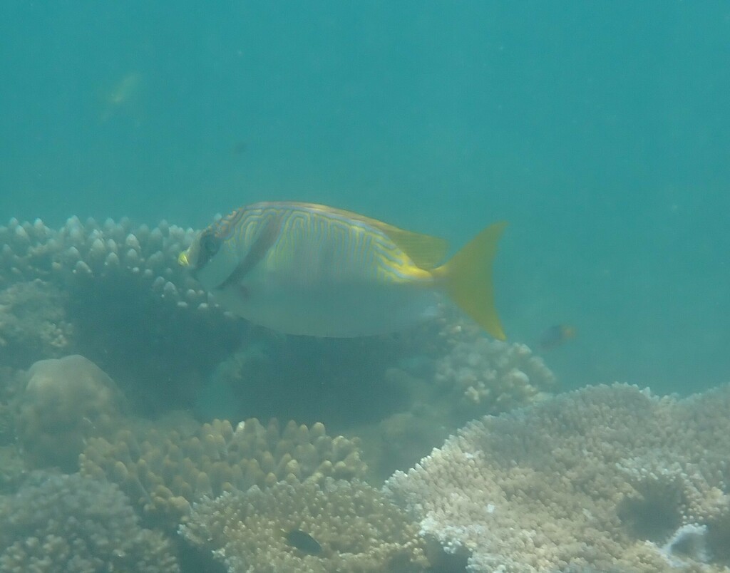 Barred Rabbitfish from Fitzroy Island, QLD 4871, Australia on October ...