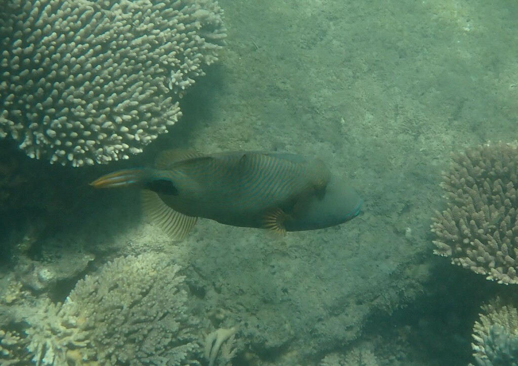 Orangestripe Triggerfish from Fitzroy Island, QLD 4871, Australia on ...