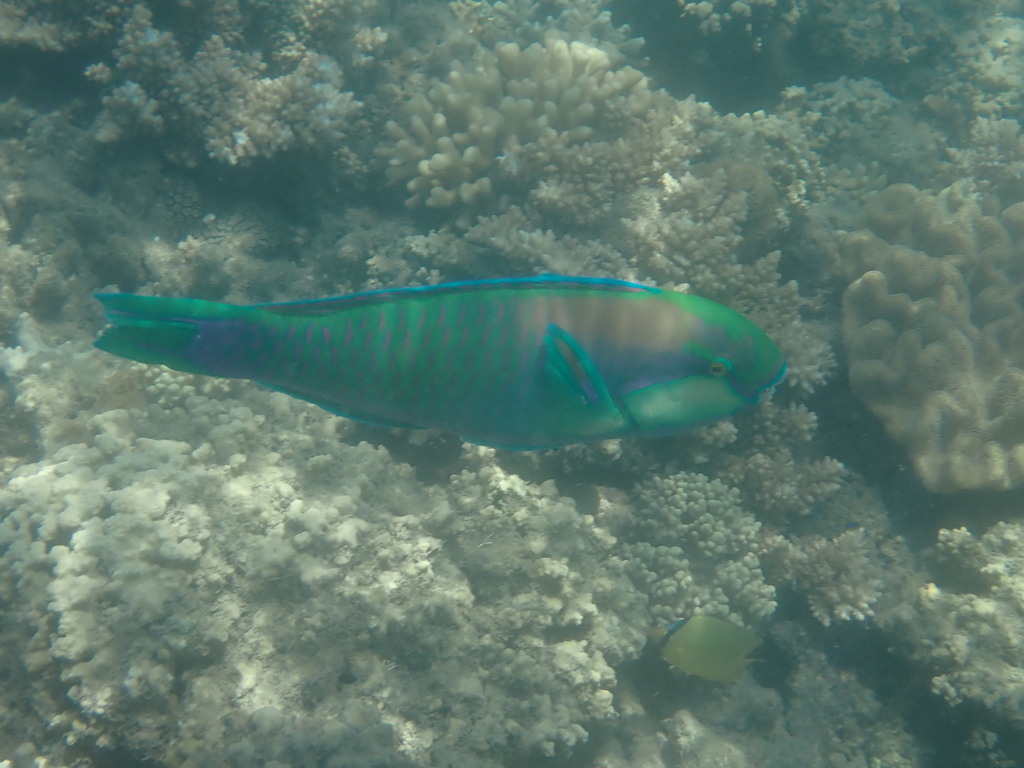 Bleeker's Parrotfish from Fitzroy Island, QLD 4871, Australia on ...