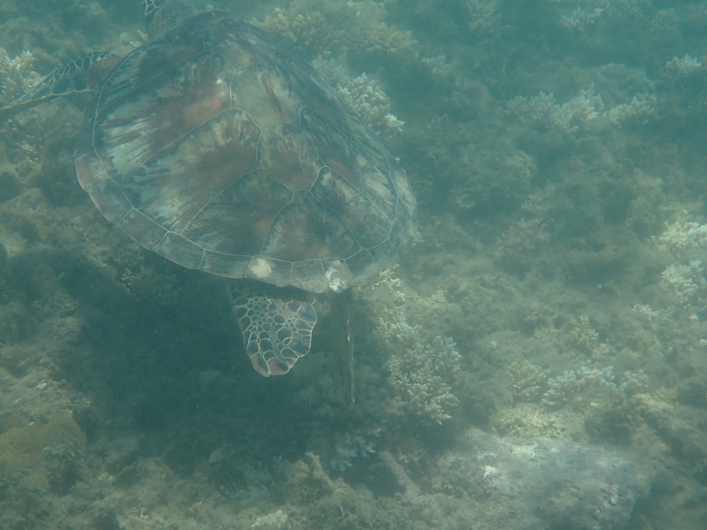 Green Sea Turtle from Fitzroy Island, QLD 4871, Australia on October 27 ...