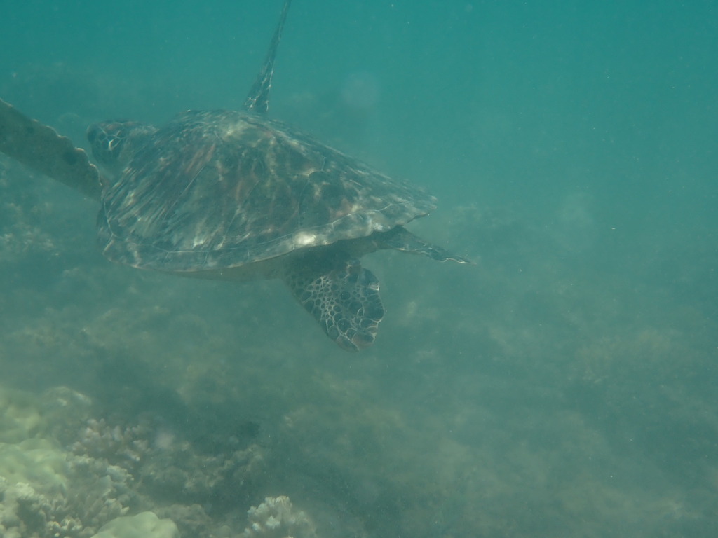 Green Sea Turtle from Fitzroy Island, QLD 4871, Australia on October 27 ...
