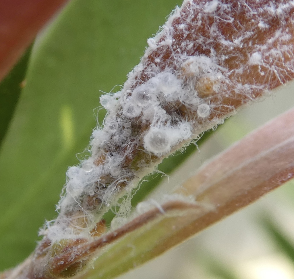 Grey planthopper from Melbourne VIC, Australia on November 21, 2023 at ...