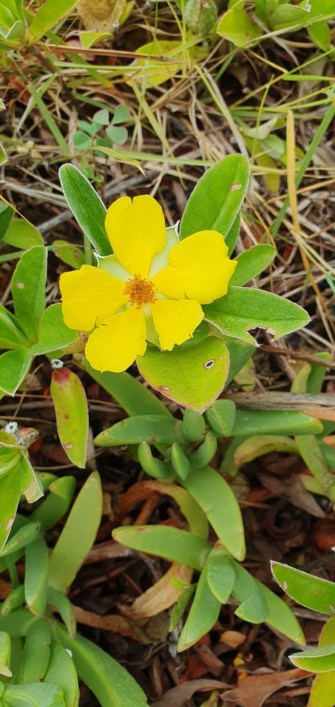 Climbing Guinea flower from Australia on November 21, 2023 at 09:16 AM by Maria Miller · iNaturalist