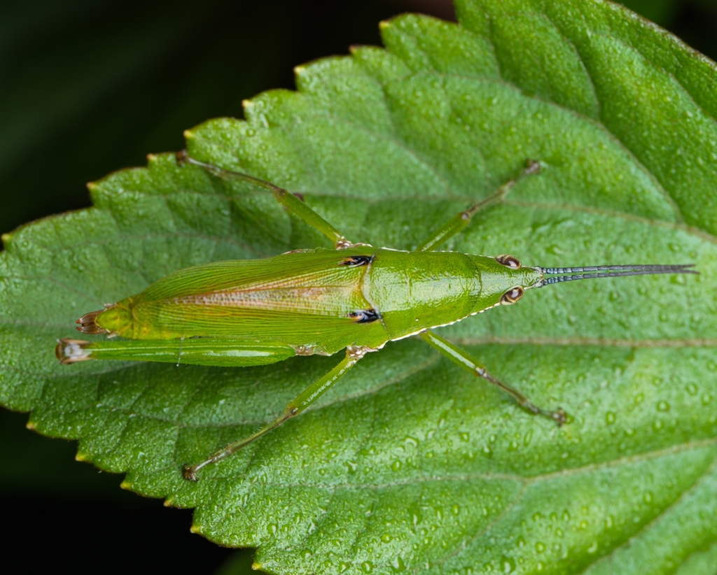 Tagasta yunnana from 云南省西双版纳傣族自治州勐海县勐邦 on September 20, 2023 at 09:07 ...