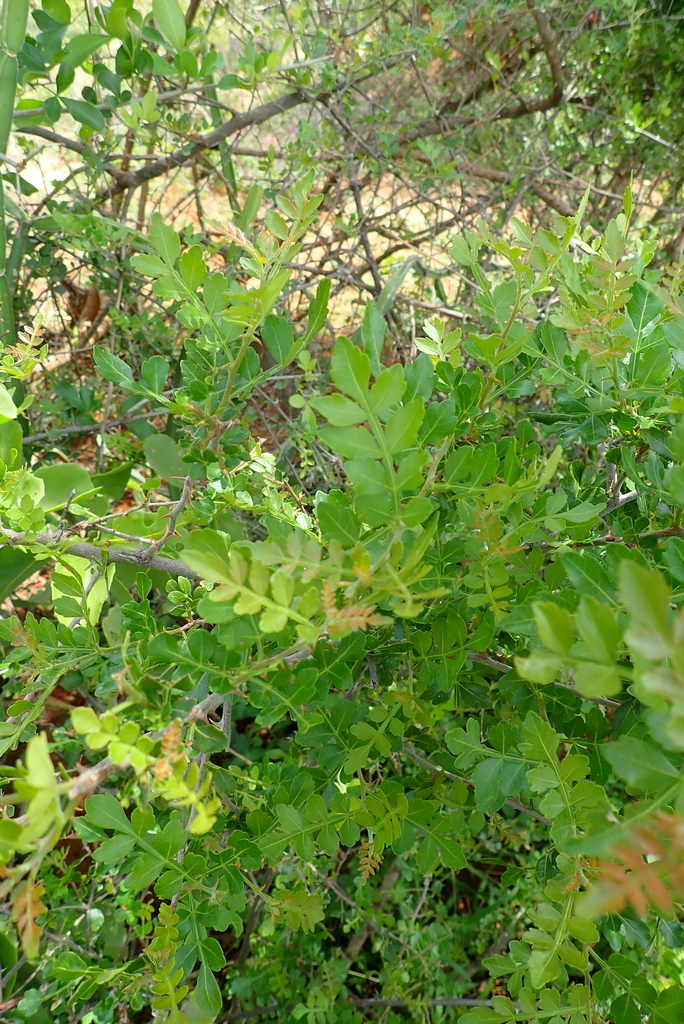 Harrisonia abyssinica from Konso, Ethiopia on October 16, 2023 at 02:10 ...