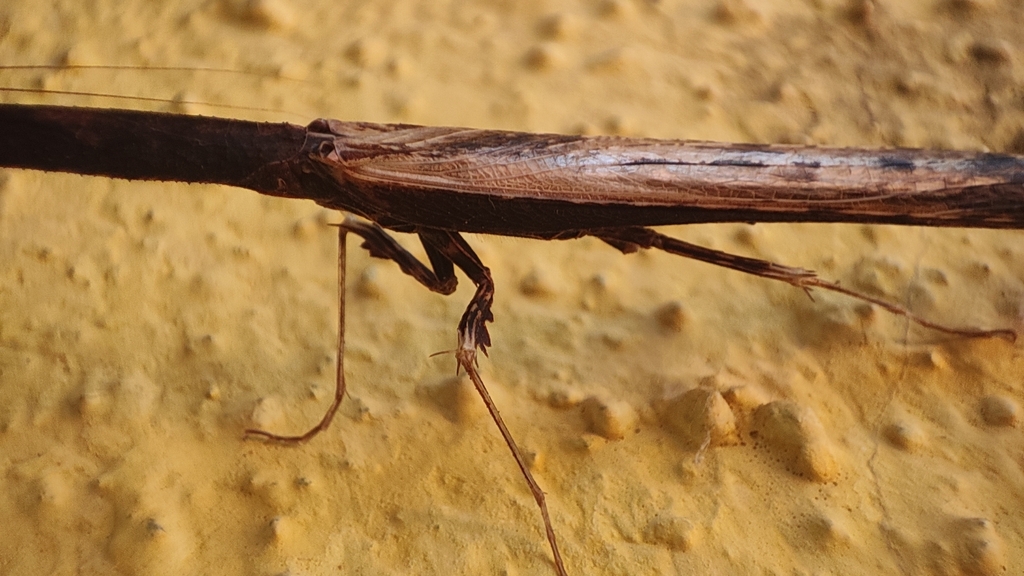 Toxoderopsis from CWFX+RF3 Phansad wildlife sanctuary Ticket counter ...