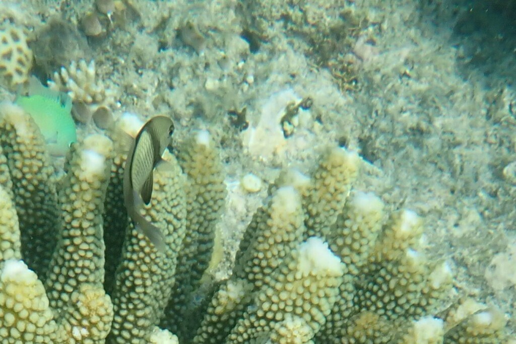 Reticulated Damselfish from Yamacutta Reef, Australia on October 28 ...
