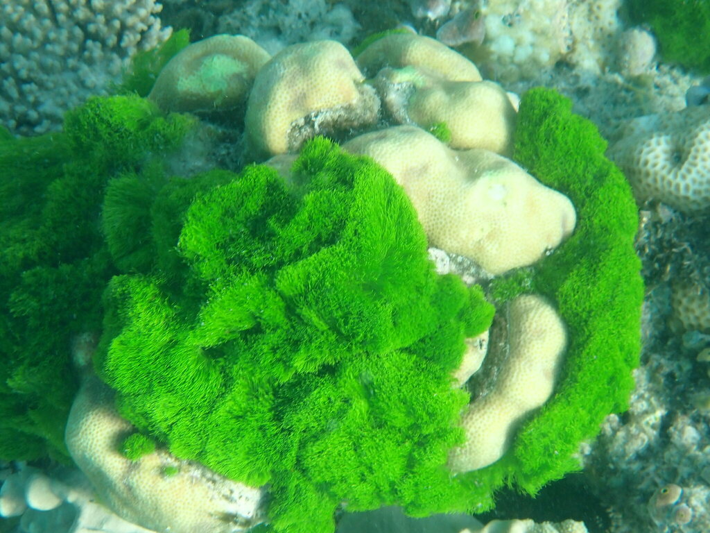 Chlorodesmis from Yamacutta Reef, Australia on October 28, 2023 at 04: ...