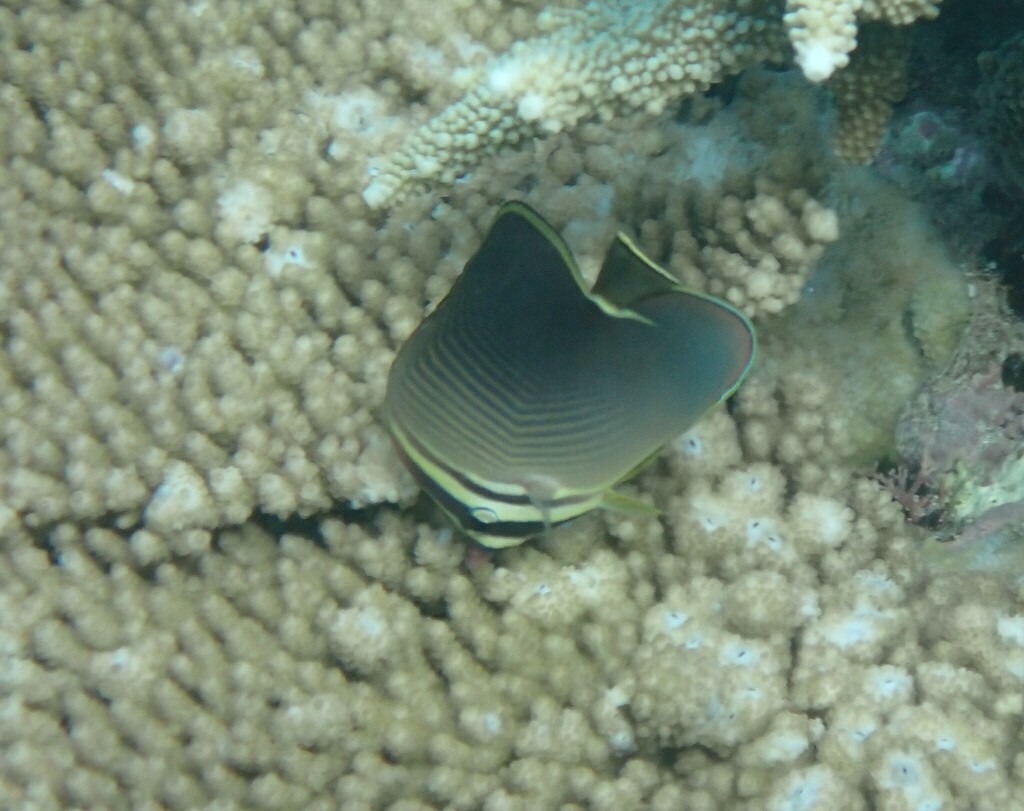 Eastern Triangle Butterflyfish from Yamacutta Reef, Australia on ...