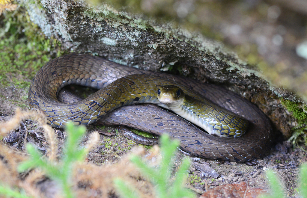 Big-eyed Bamboo Snake from Bangal, 3PJ2+X7G, Darjeeling, West Bengal ...