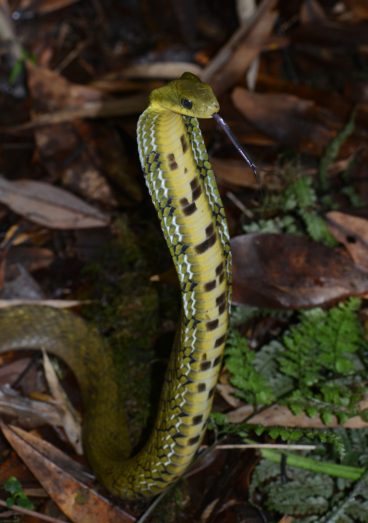 Big-eyed Bamboo Snake from Bangal, 3PJ2+X7G, Darjeeling, West Bengal ...