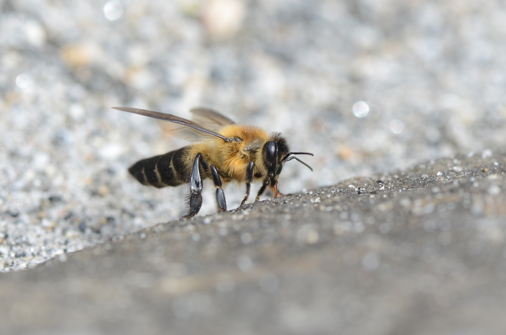 Himalayan Giant Honey Bee from Bangal, 3PJ2+X7G, Darjeeling, West ...