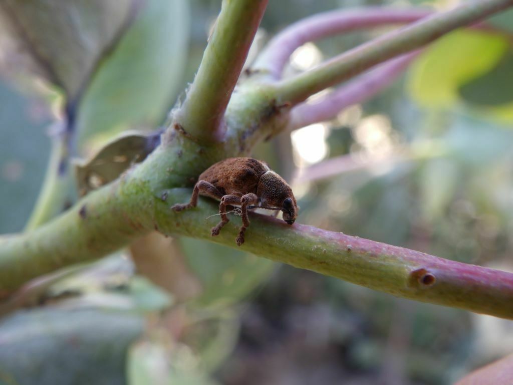 Eucalyptus Weevils from Ararat VIC 3377, Australia on November 17, 2023 ...