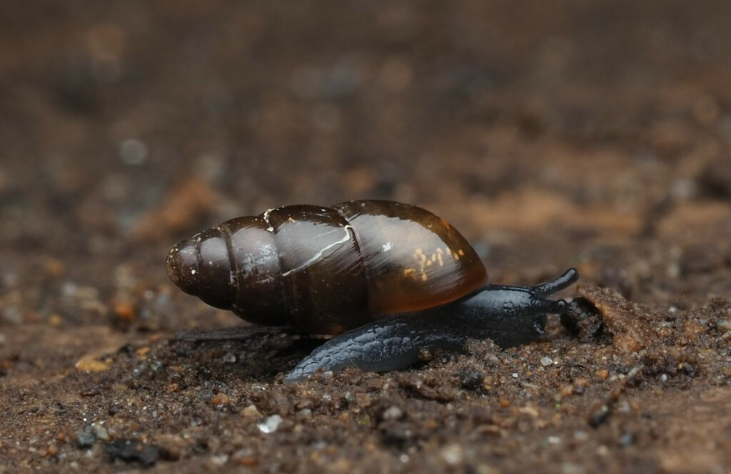 Glossy Pillar (Soft-Bodied Animals of Appalachia) · iNaturalist