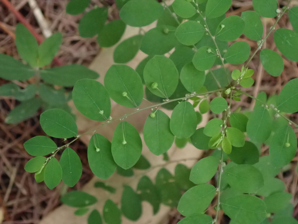 Mascarene Island leaf-flower from 350台灣苗栗縣竹南鎮 on October 20, 2023 at 08 ...