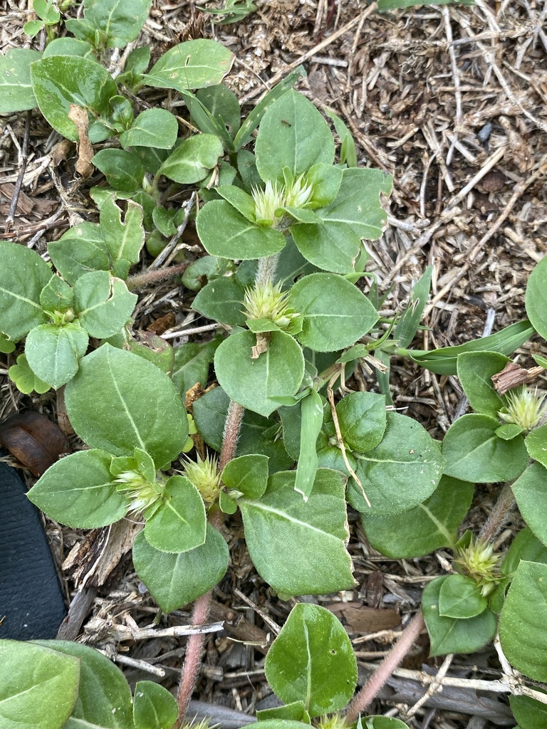 creeping chaffweed from The University of Queensland, St Lucia, QLD, AU ...