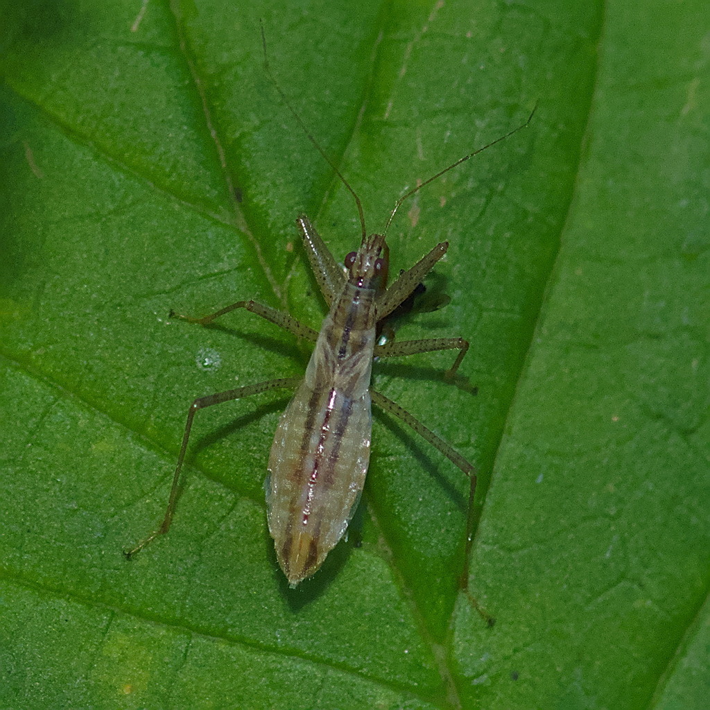 Marsh Damsel Bug from 7400 Herning, Danmark on September 4, 2023 at 02: ...