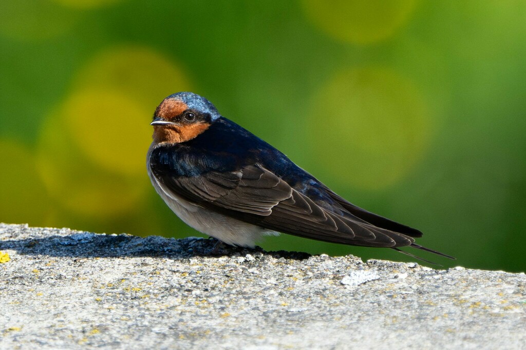 Eastern Welcome Swallow from Central Dunedin, Dunedin, New Zealand on ...