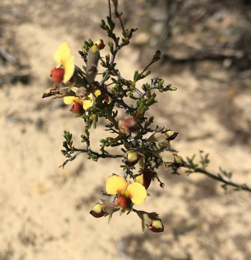 red parrot-pea from Ngarkat SA 5302, Australia on November 21, 2023 at ...