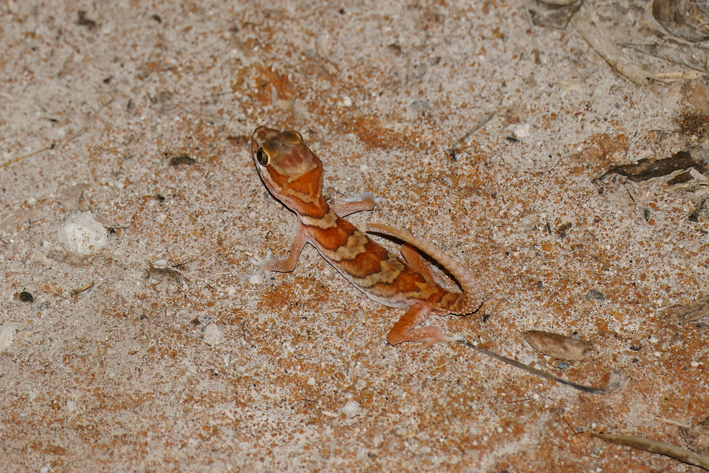 Madagascar Ground Gecko from Reniala Reserve on October 20, 2023 at 06: ...