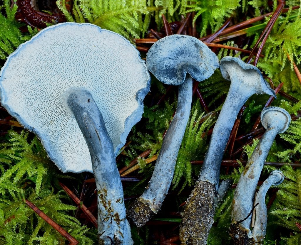 Little Blue Polypore in November 2023 by Jordan Gates. In a spruce ...